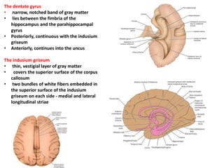 HOD cerebrum- areas and limbic system.pptx