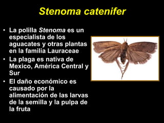 Hoddle stenoma | PPT