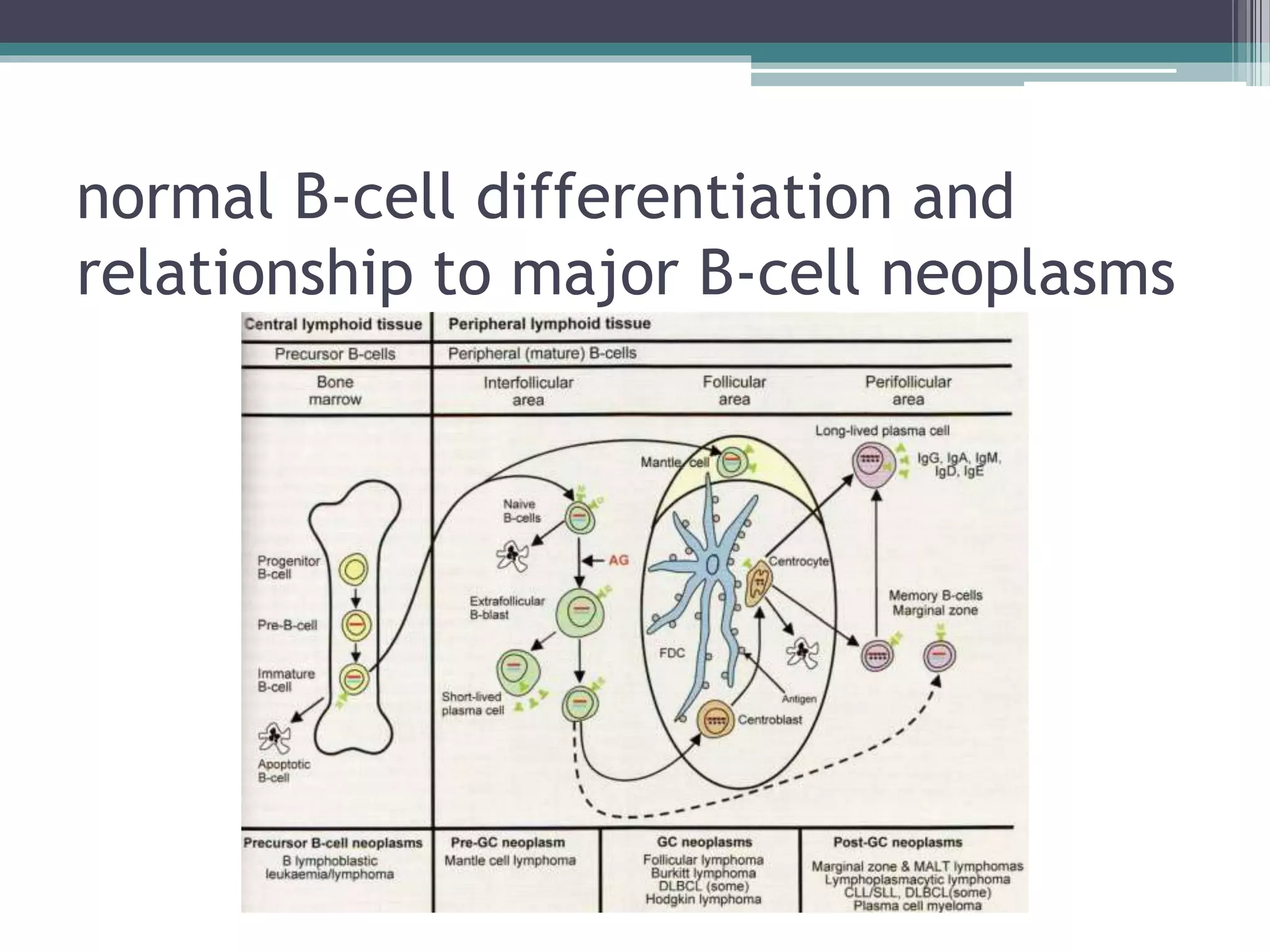 Hodgkins lymphoma pathogenesis and targets for therapy | PPTX