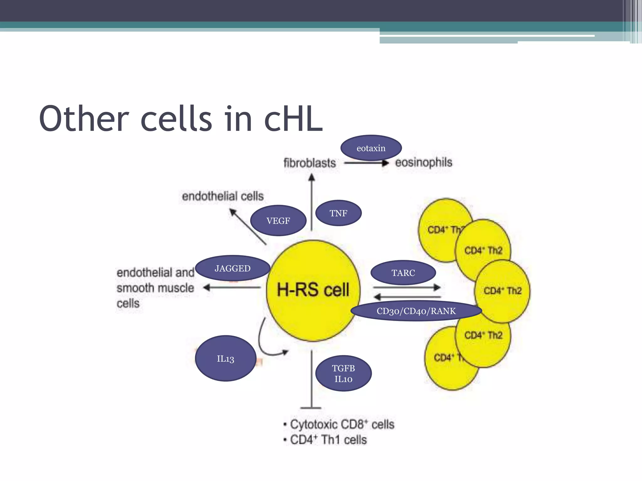 Hodgkins lymphoma pathogenesis and targets for therapy | PPTX