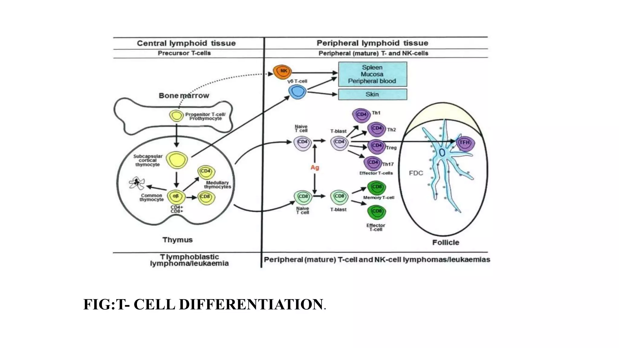 Hodgkins lymphoma ppt.pptx