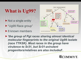 Tracking the wheat rust pathogens | PPTX
