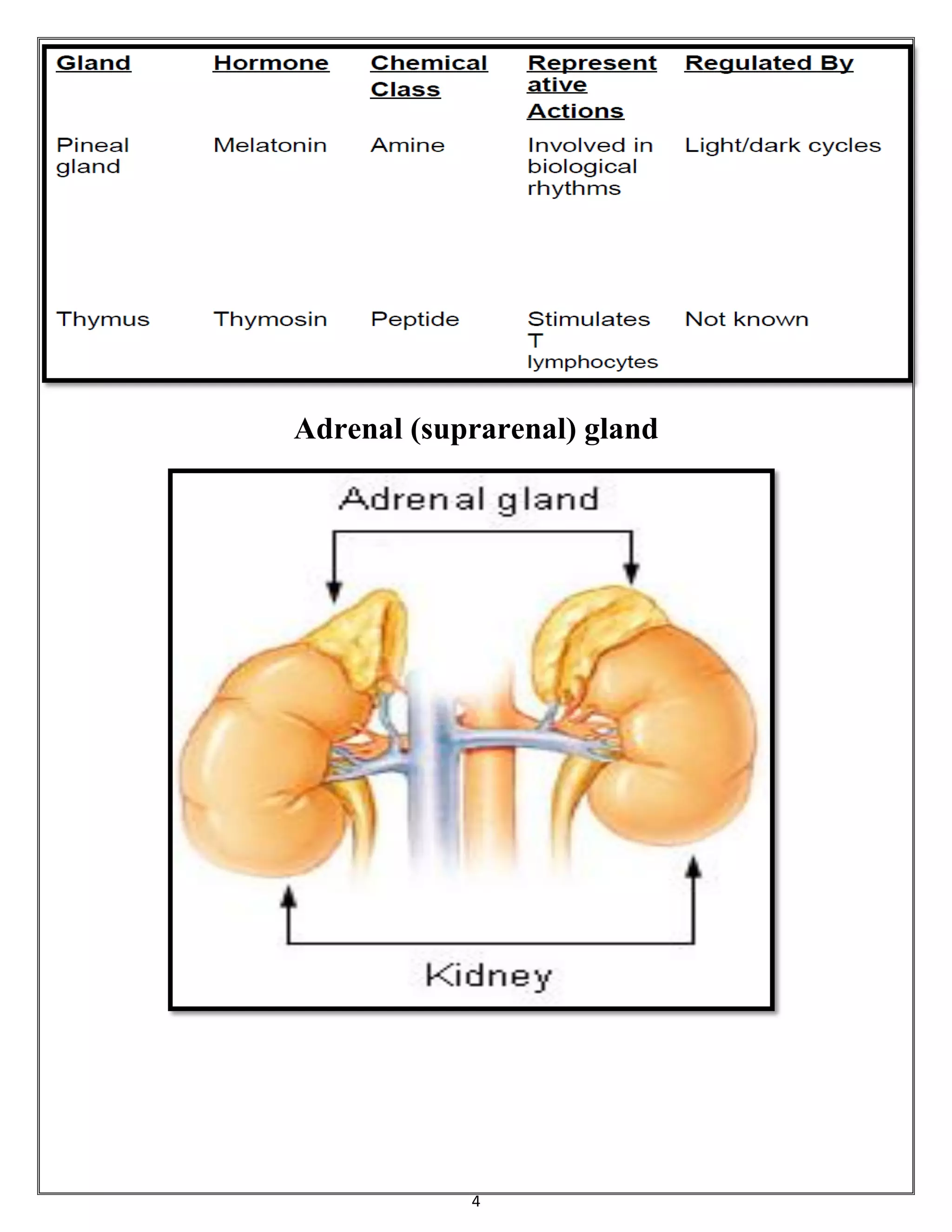Endocrine glands and Adrenal (suprarenal) gland | PDF