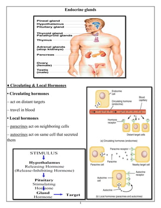 Endocrine glands and Adrenal (suprarenal) gland | PDF
