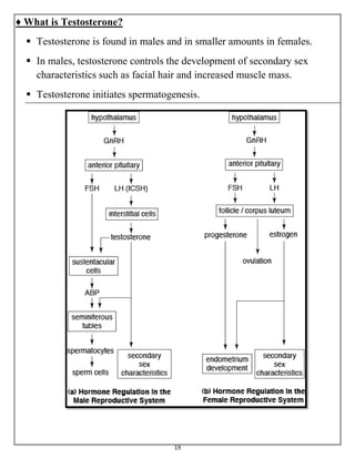 Endocrine glands and Adrenal (suprarenal) gland | PDF