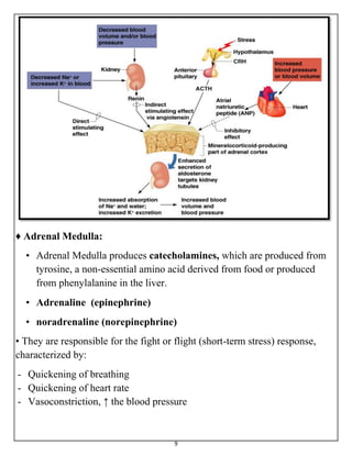 Endocrine glands and Adrenal (suprarenal) gland | PDF