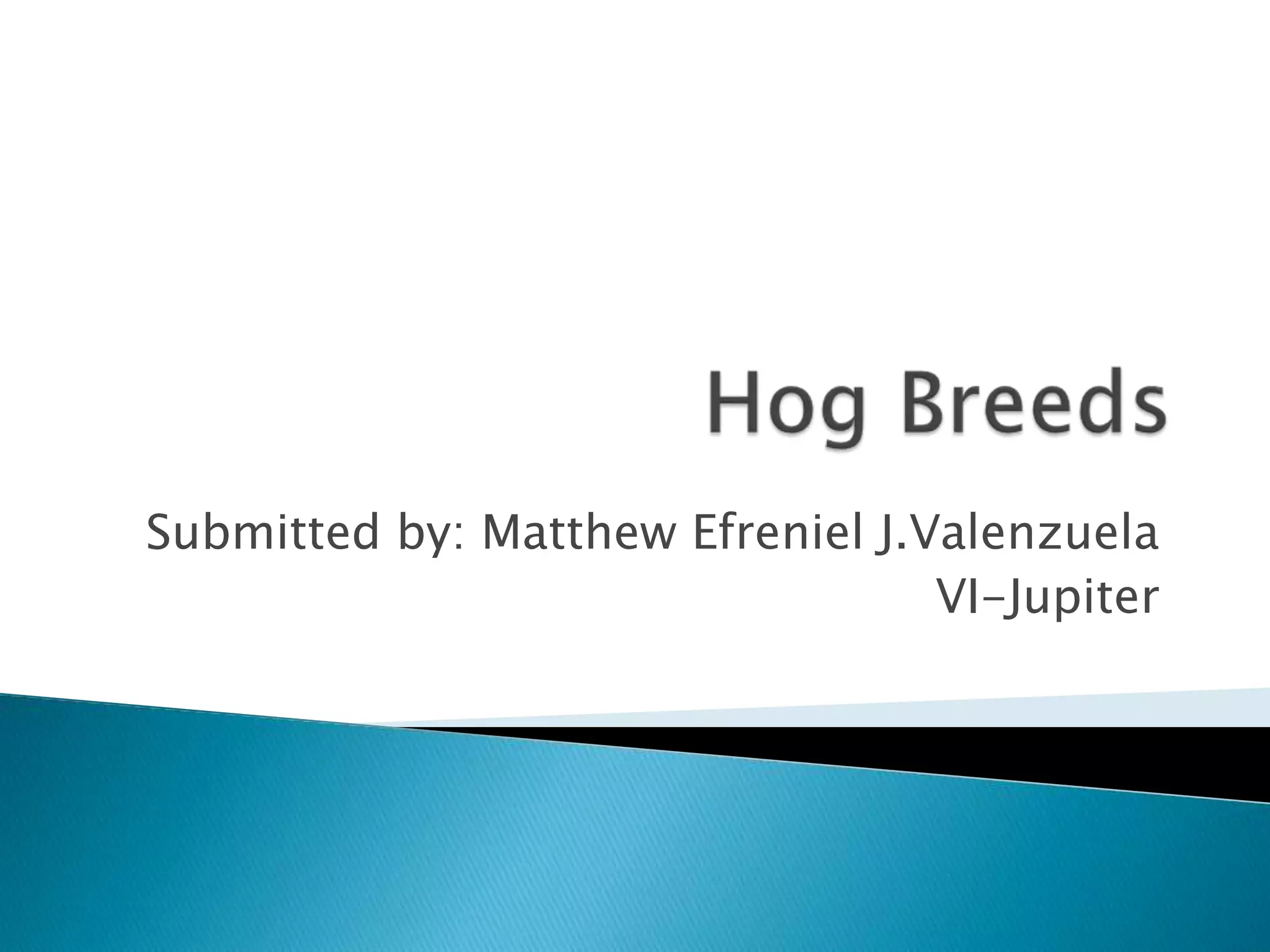 Hog breeds | PPT