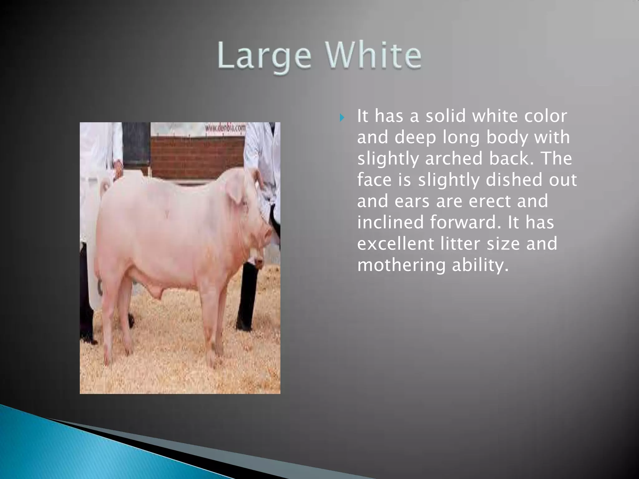 Hog breeds | PPT