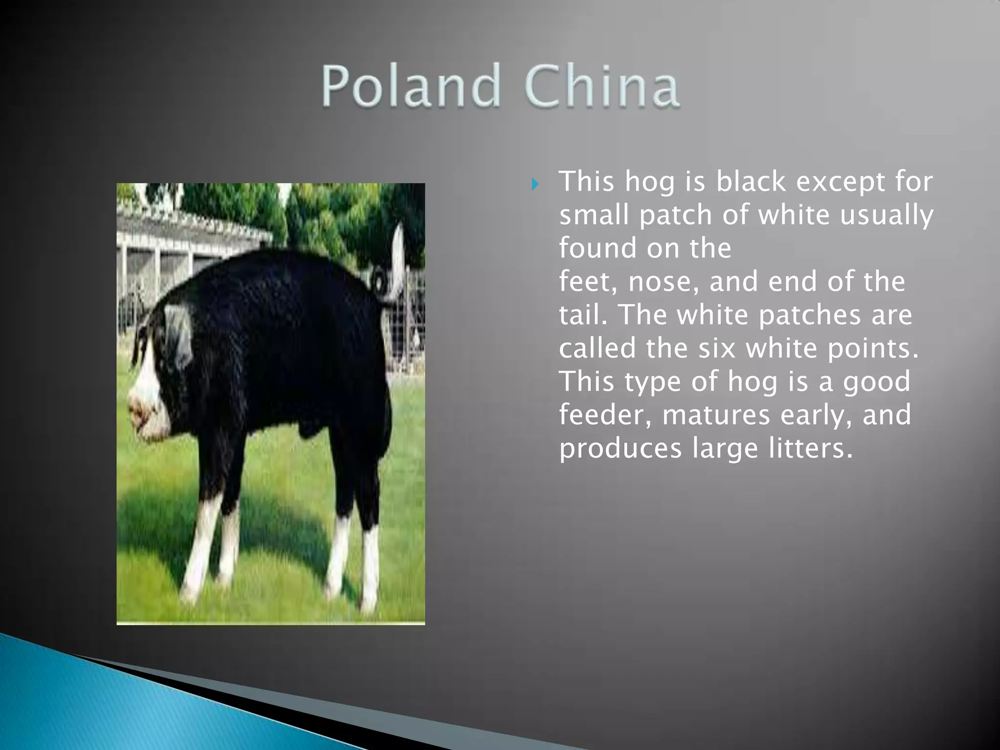 Hog breeds | PPT
