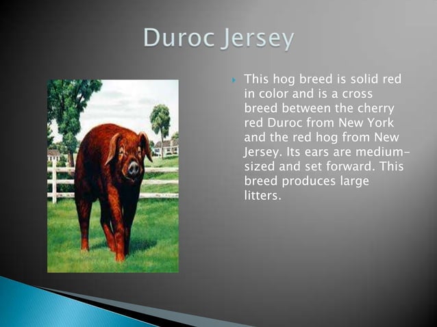 Hog breeds | PPT