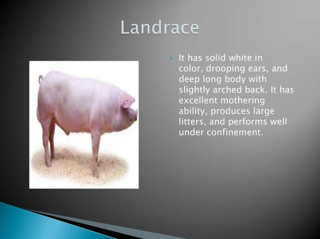 Hog breeds | PPT