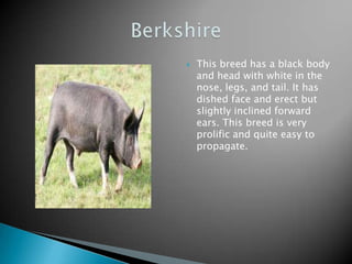 Hog breeds | PPT