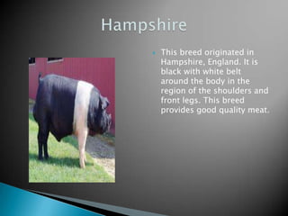 Hog breeds | PPT