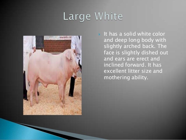 Hog breeds
