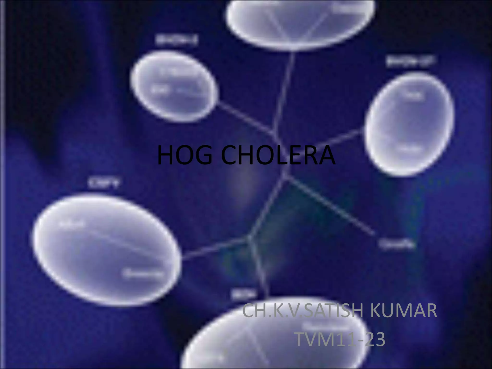HOG CHOLERA.ppt