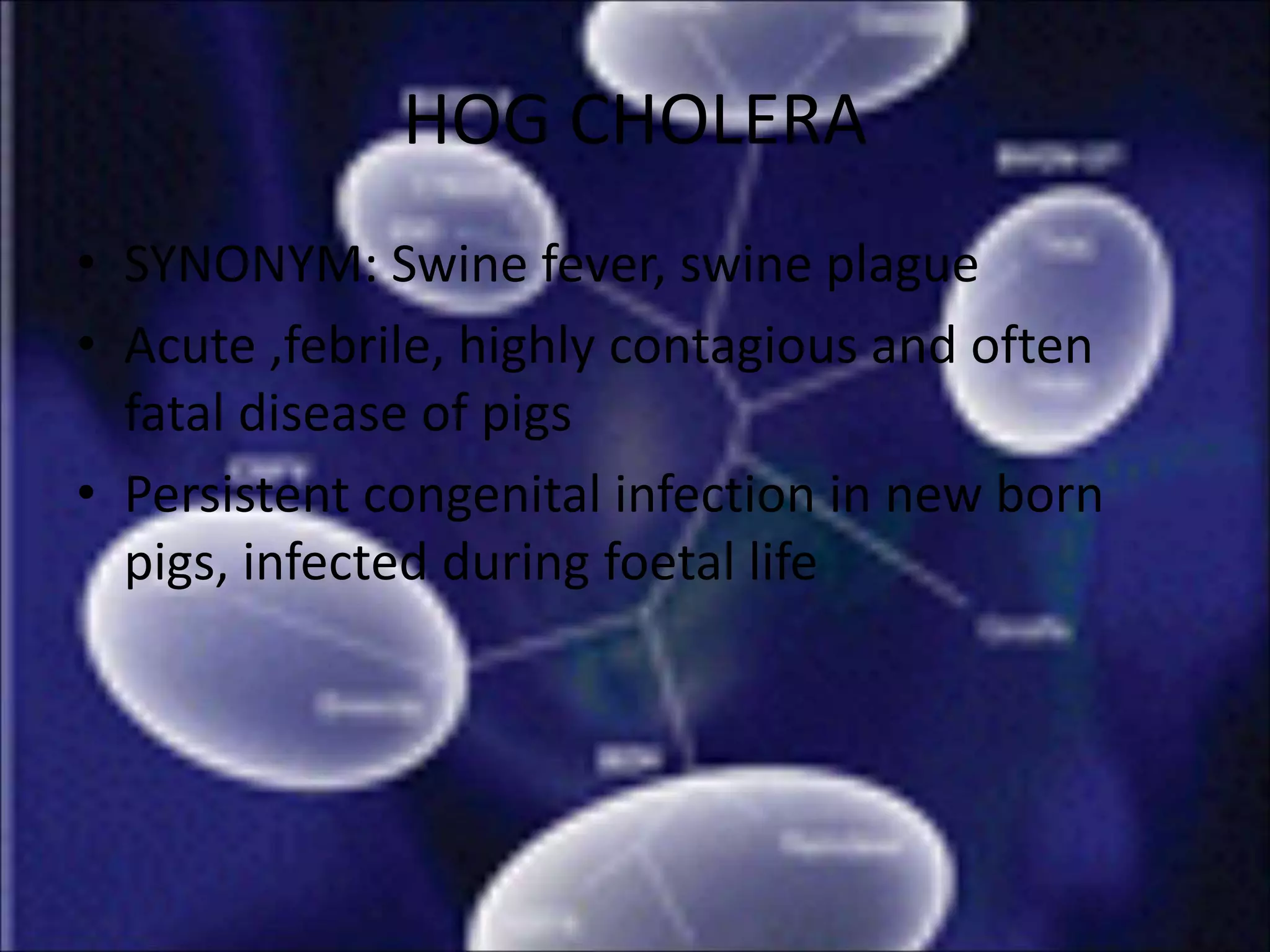 HOG CHOLERA.ppt