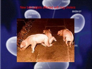 HOG CHOLERA.ppt