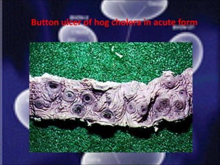 HOG CHOLERA.ppt | Diseases and Conditions | Medical Health