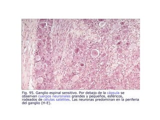 Histología Del Ganglio Espinal