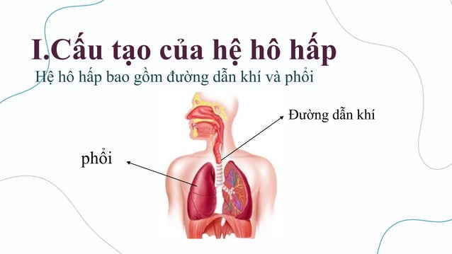 HE HO HAP CO THE CON NGUOI SINH LY .pptx