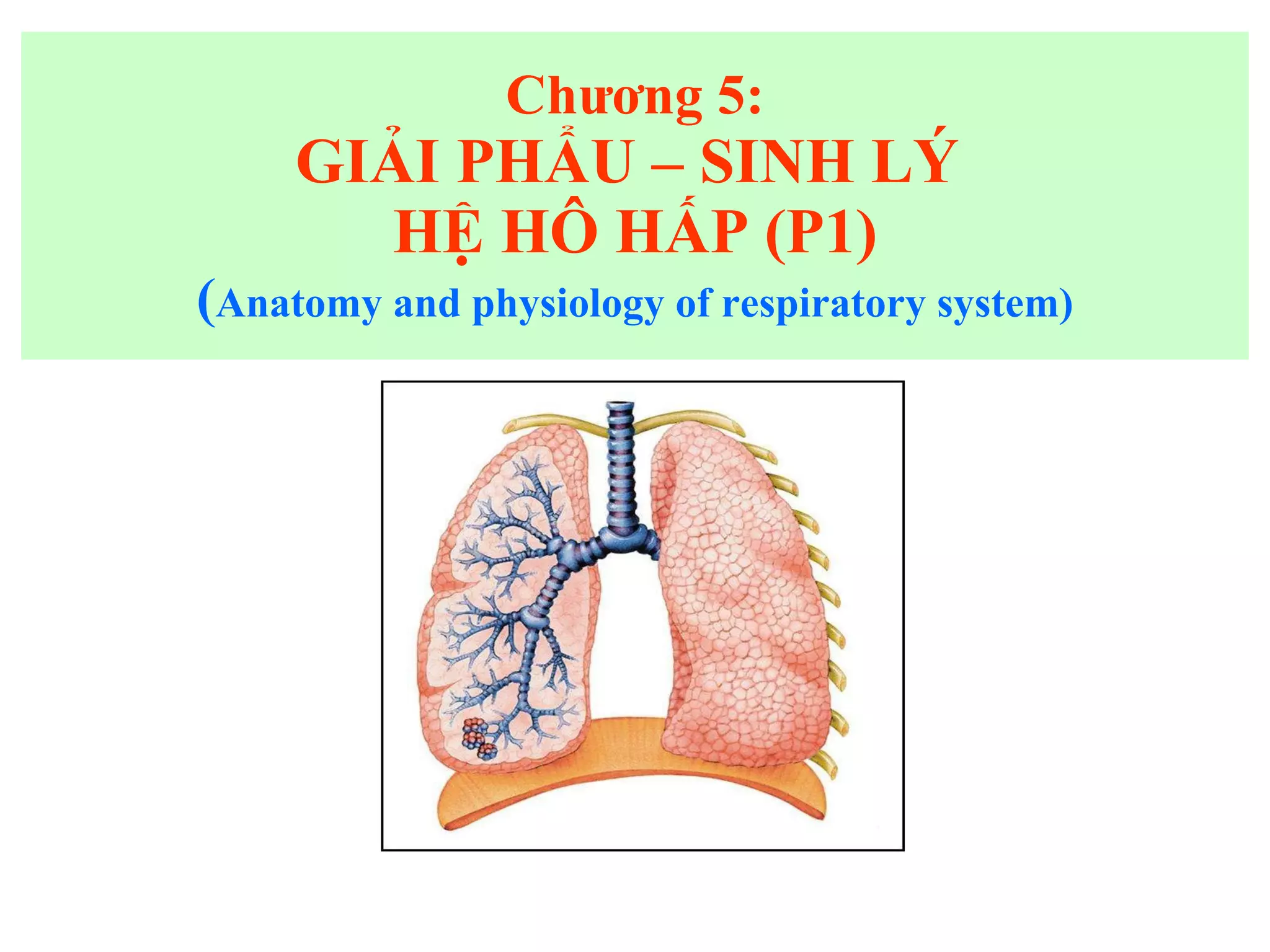 Ho hap p1 | PPT