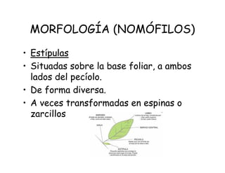Hoja (Prof. Verónica Rosso) | PDF
