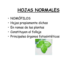 Hoja (Prof. Verónica Rosso) | PDF