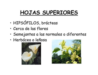 Hoja (Prof. Verónica Rosso) | PDF