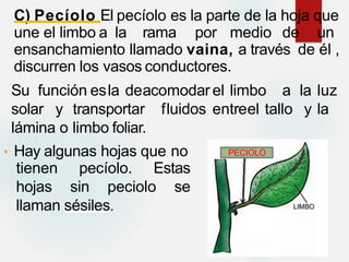 Hoja.pdf Formación tecnológica, botpanica general | PDF