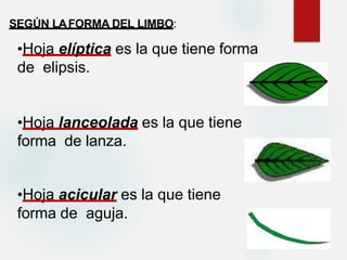 Hoja.pdf Formación tecnológica, botpanica general | PDF