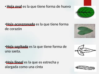 Hoja.pdf Formación tecnológica, botpanica general | PDF