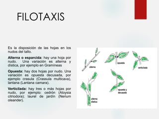 Hoja.pdf Formación tecnológica, botpanica general | PDF