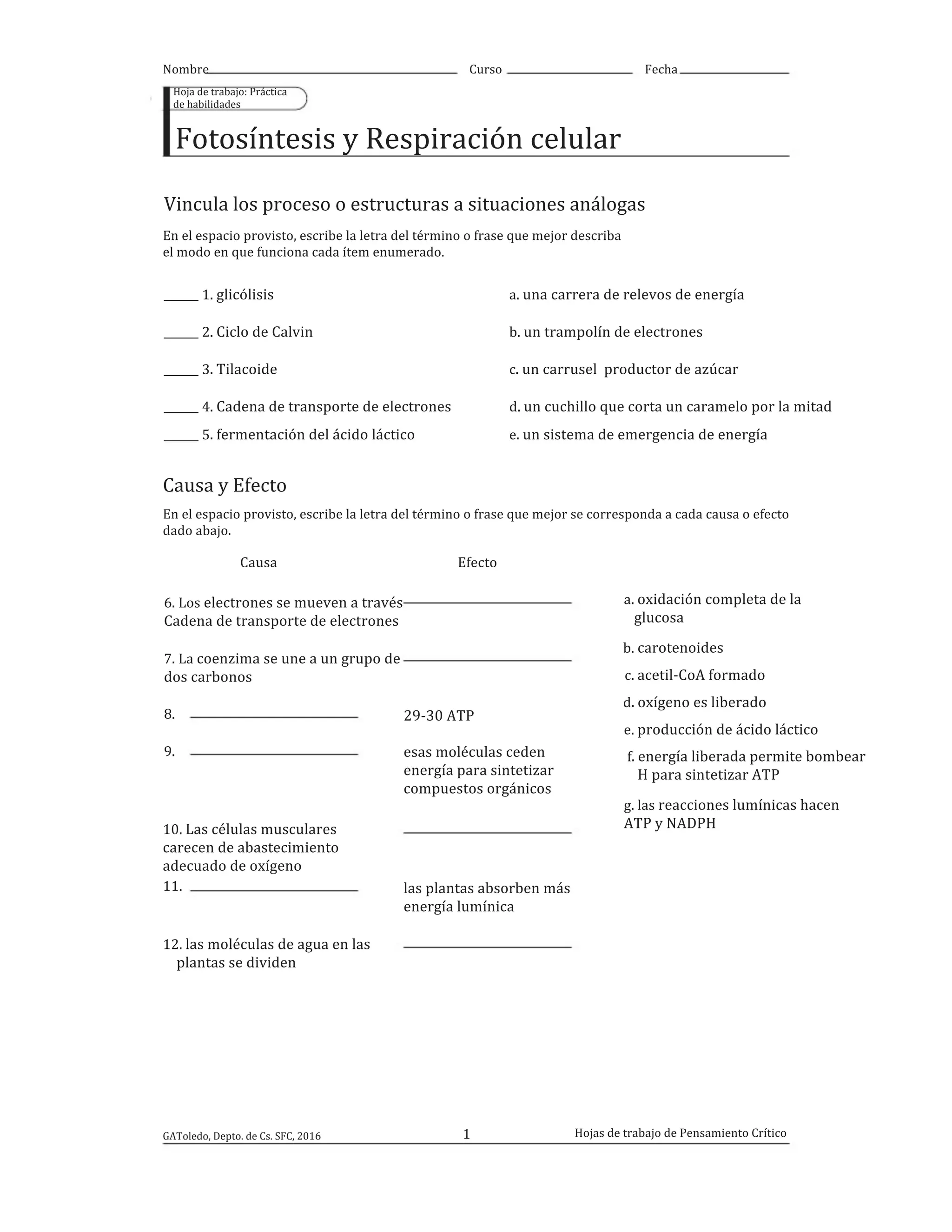 Hoja De Trabajo Sobre Fotosíntesis Y Respiración Celular Para La ...