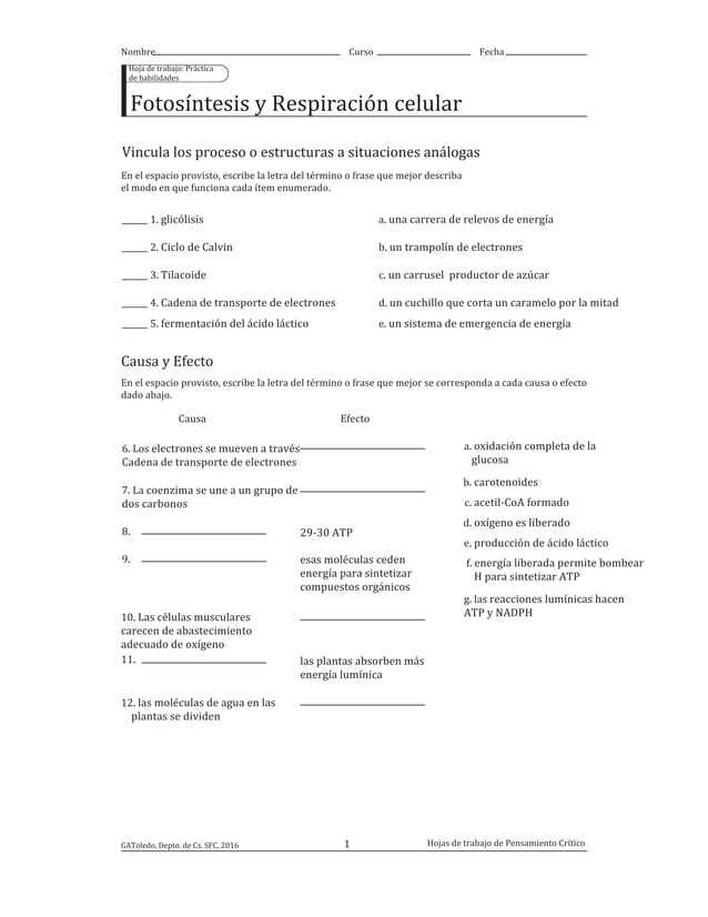 Hoja de trabajo de habilidades: fotosíntesis y respiración celular | PDF