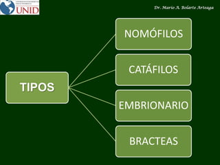 La Hoja - Morfología y Anatomía | PDF