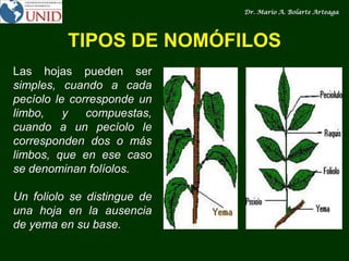 La Hoja - Morfología y Anatomía | PDF
