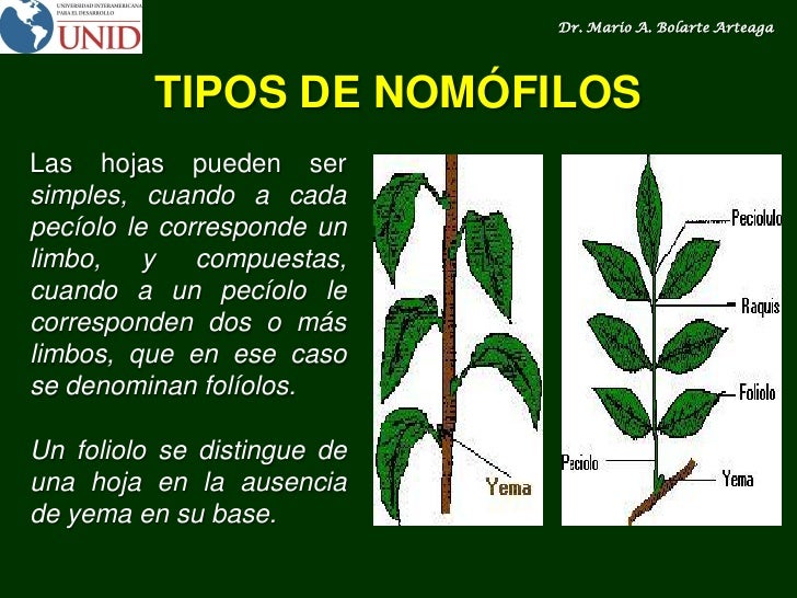 La Hoja - Morfología y Anatomía