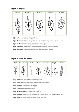 Hojas | PDF