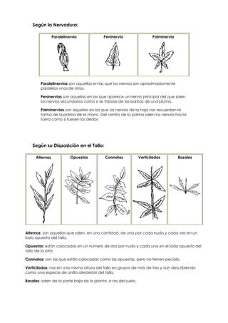 Hojas | PDF