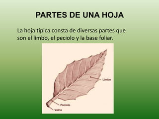 Hojas | PPTX