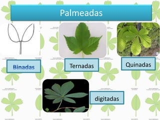 Hojas compuestas | PPT