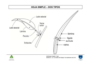 Hojas morfologia | PDF