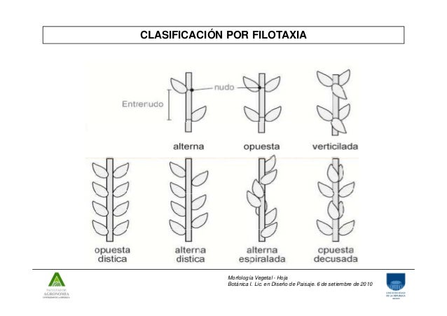 Hojas morfologia