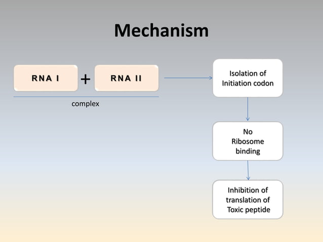 RNase role in Plasmid maintenance (Hok sok - par systems) | PPT