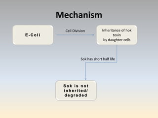 RNase role in Plasmid maintenance (Hok sok - par systems) | PPTX