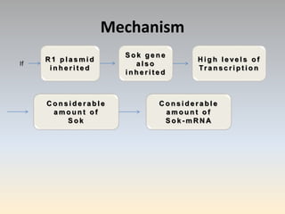 RNase role in Plasmid maintenance (Hok sok - par systems) | PPT
