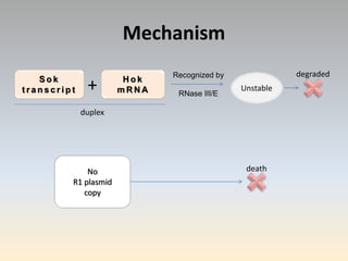 RNase role in Plasmid maintenance (Hok sok - par systems) | PPTX