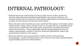 Hole in-head-disease | PPT