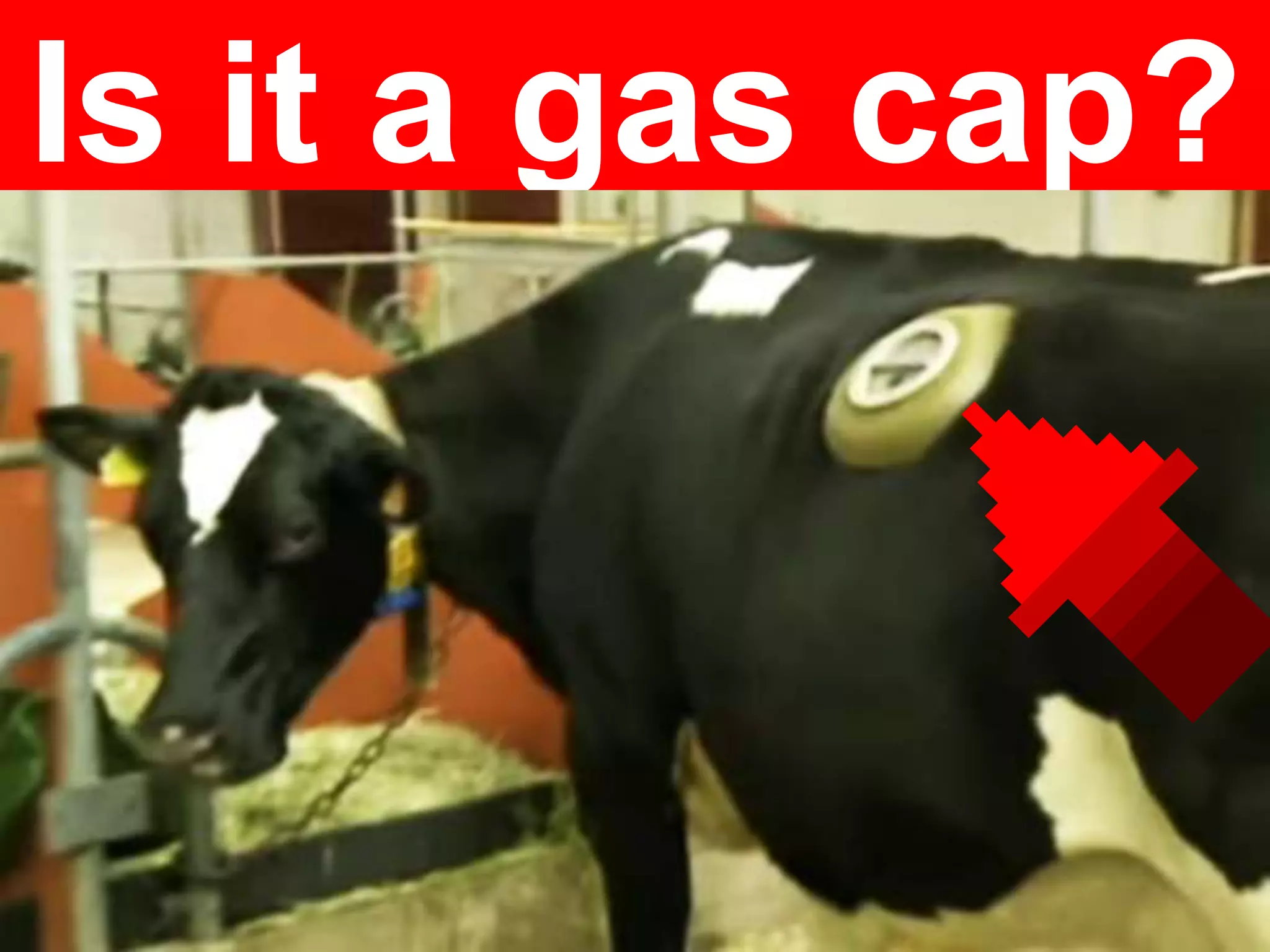 the worries of the fistulated cows (cannulated cows). | PPT