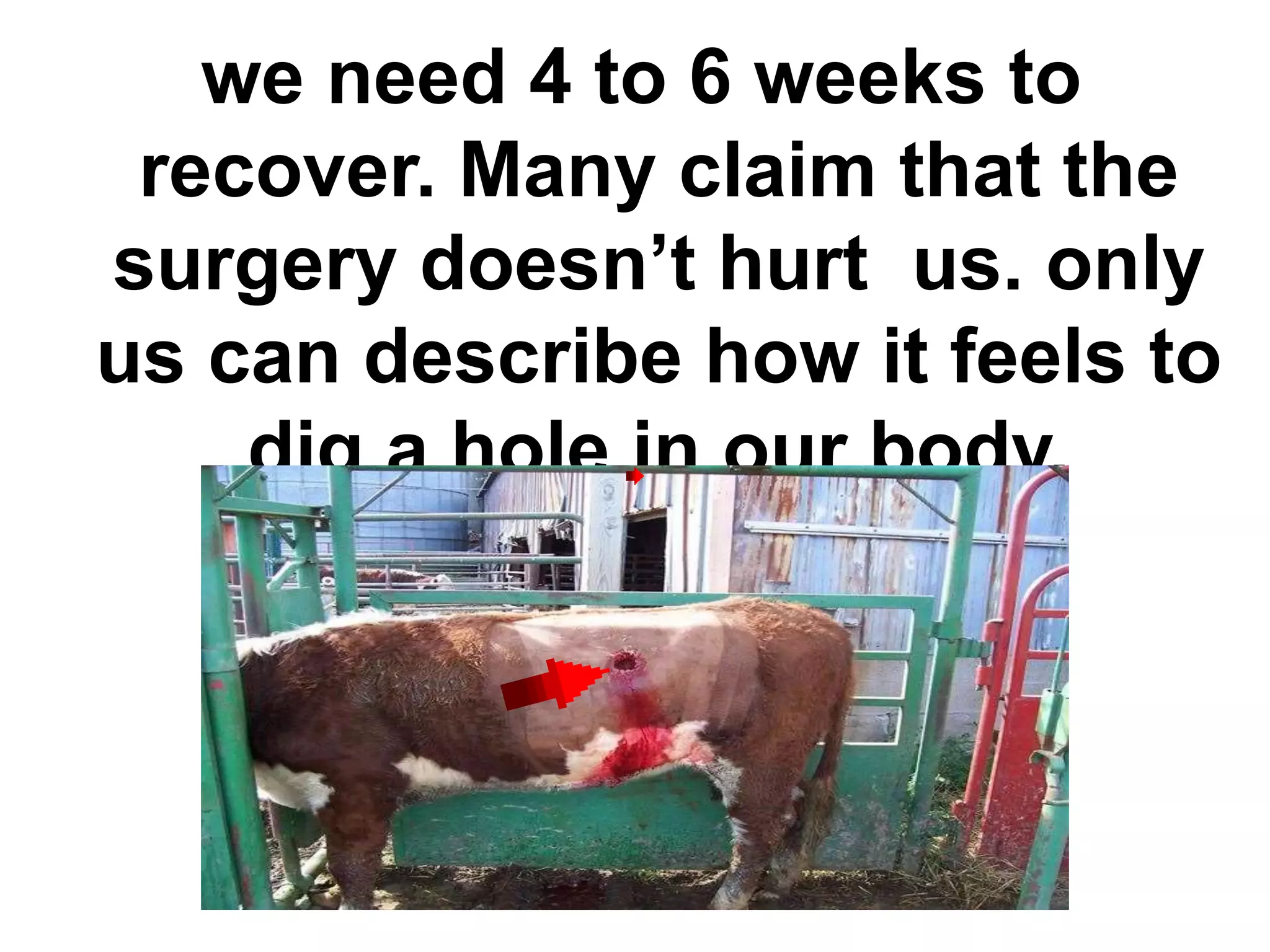 the worries of the fistulated cows (cannulated cows). | PPTX ...